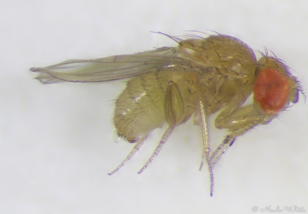 Drosophila Photography