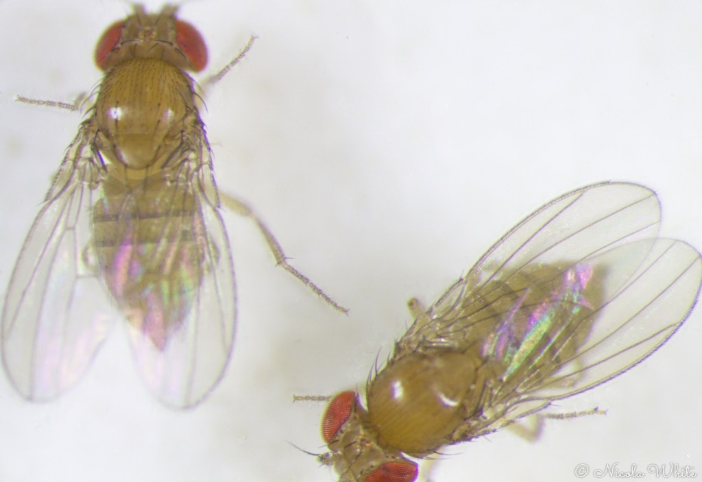Drosophila Photography