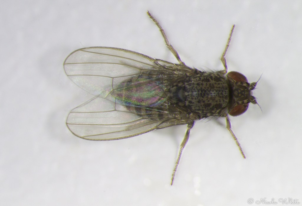 Drosophila Photography